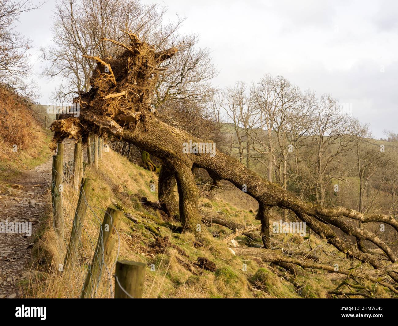 An Ash Tree in Ambleside, Lake District, UK blown over by Storm Arwen ...