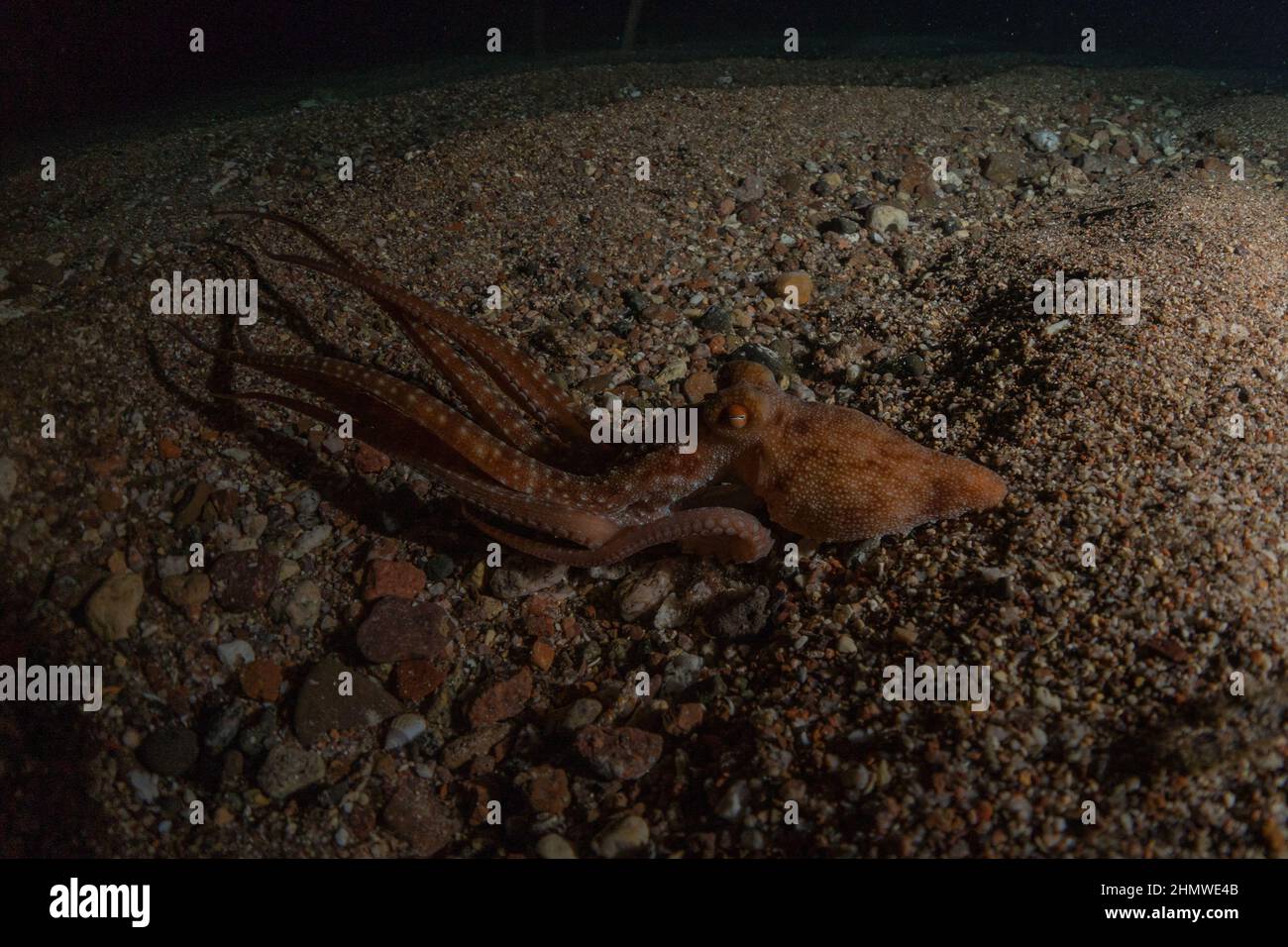 Octopus king of camouflage in the Red Sea, Eilat Israel Stock Photo - Alamy