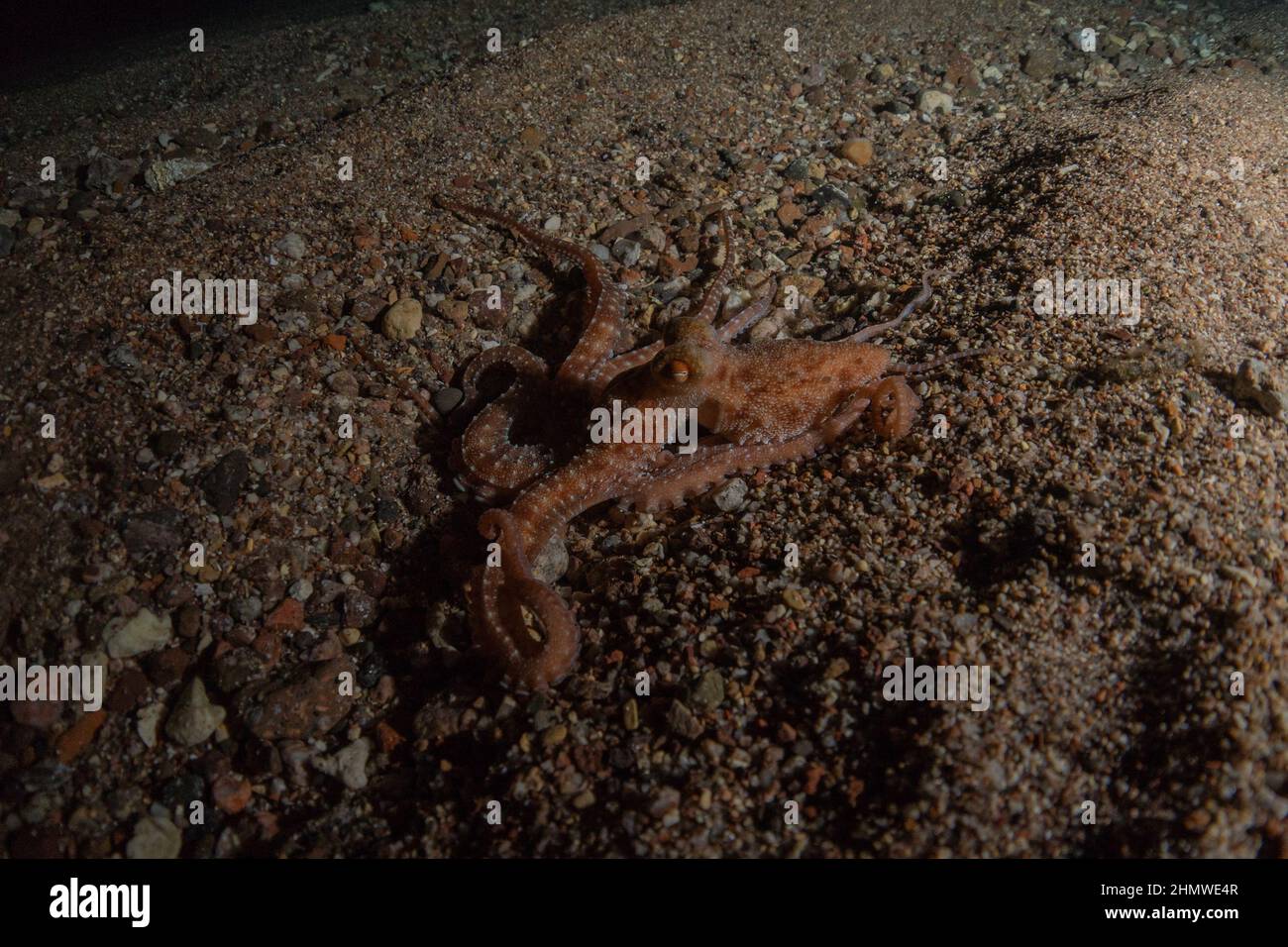 Octopus king of camouflage in the Red Sea, Eilat Israel Stock Photo - Alamy