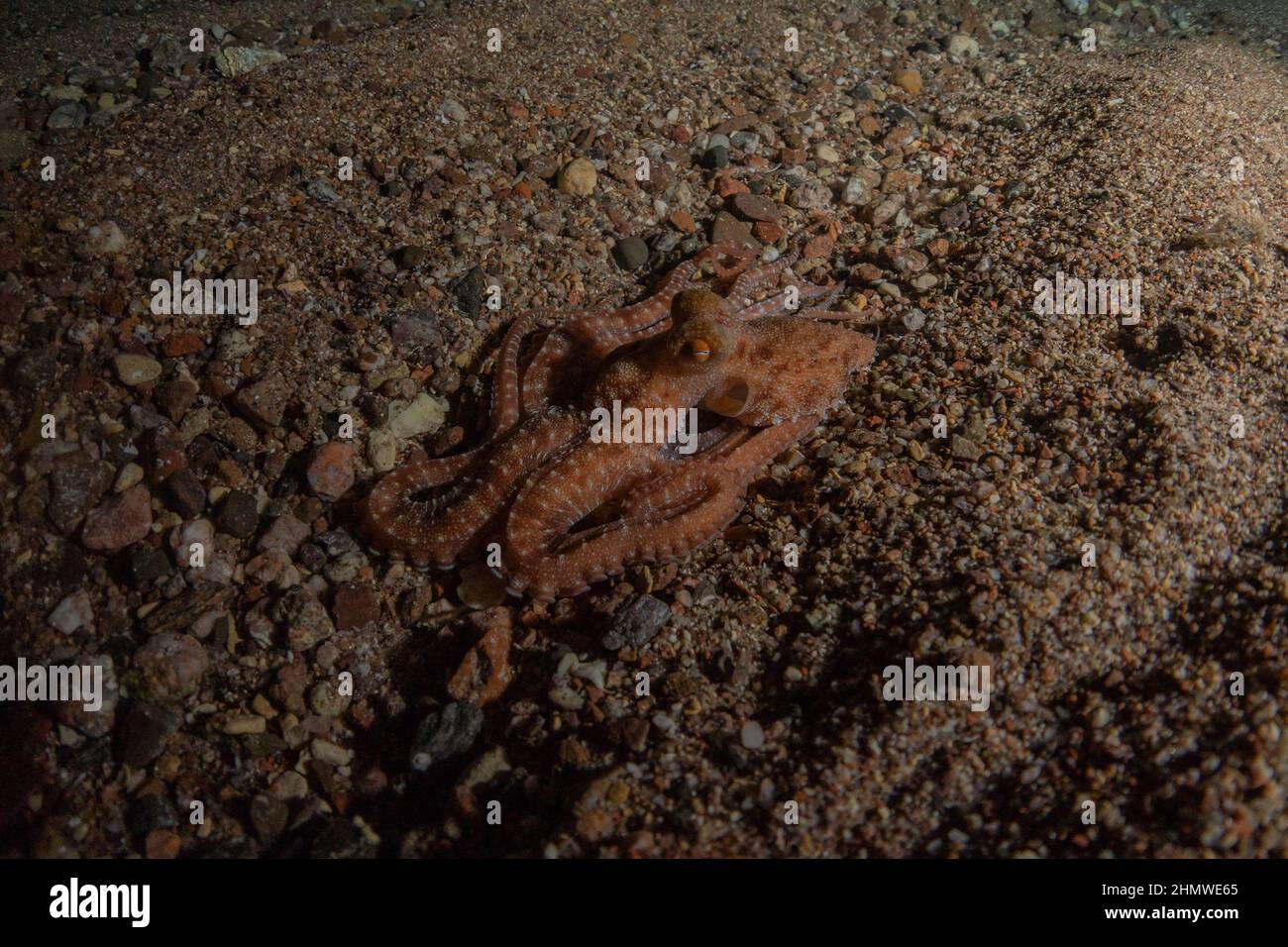 Octopus king of camouflage in the Red Sea, Eilat Israel Stock Photo - Alamy
