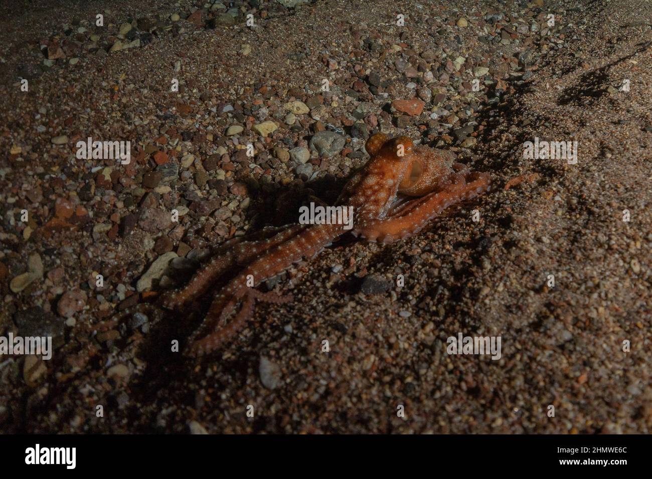 Octopus king of camouflage in the Red Sea, Eilat Israel Stock Photo - Alamy