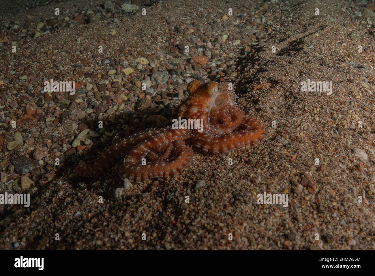 Octopus king of camouflage in the Red Sea, Eilat Israel Stock Photo - Alamy