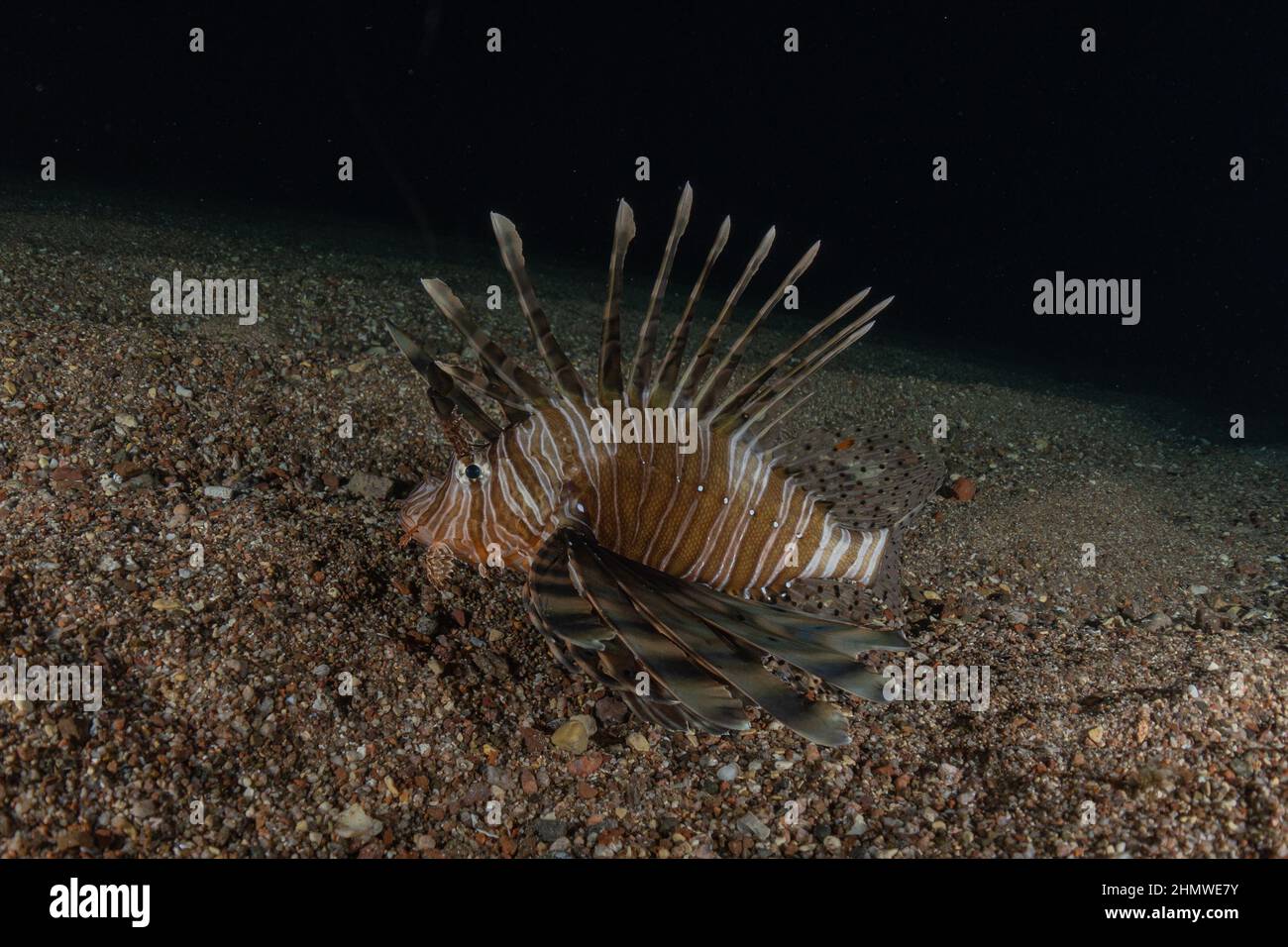 Lionfish in the Red Sea colorful fish, Eilat Israel Stock Photo - Alamy