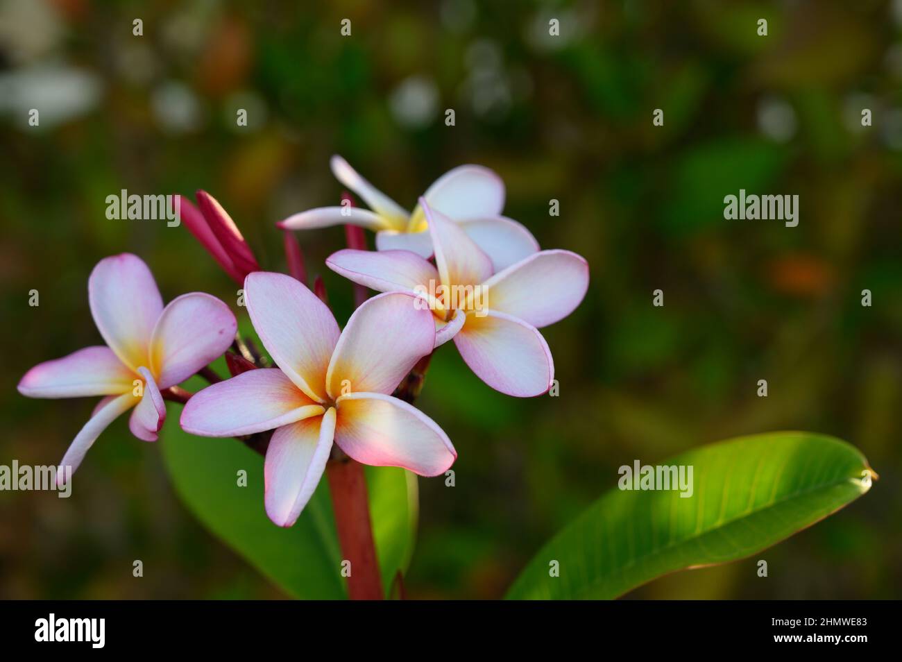 Photo flowers was taken in the Dominican Republic in April, on an early ...