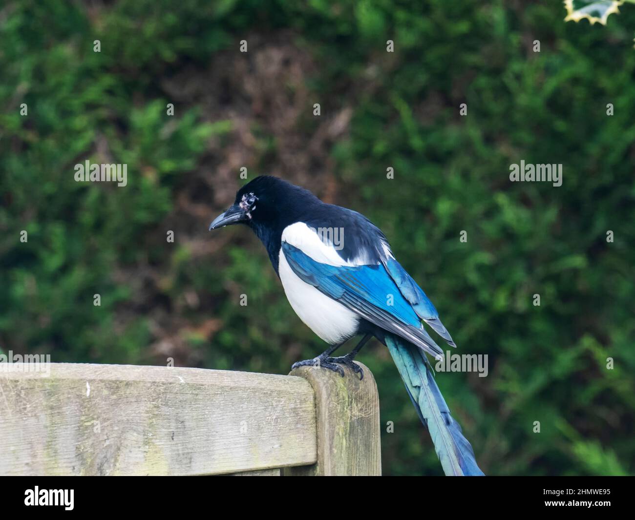 A Magpie with an infected eye in a garden in Ambleside, Lake District ...