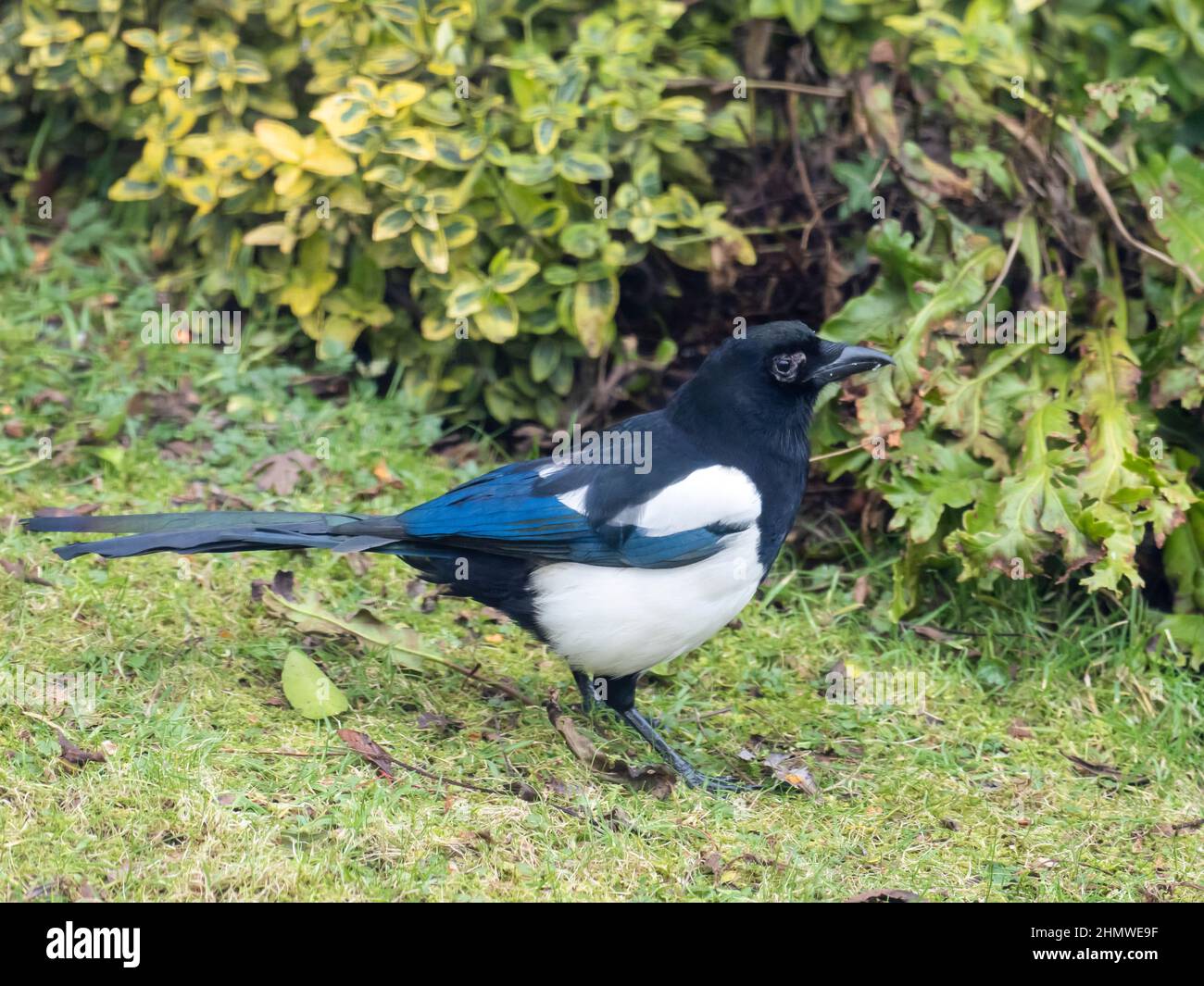 A Magpie with an infected eye in a garden in Ambleside, Lake District ...