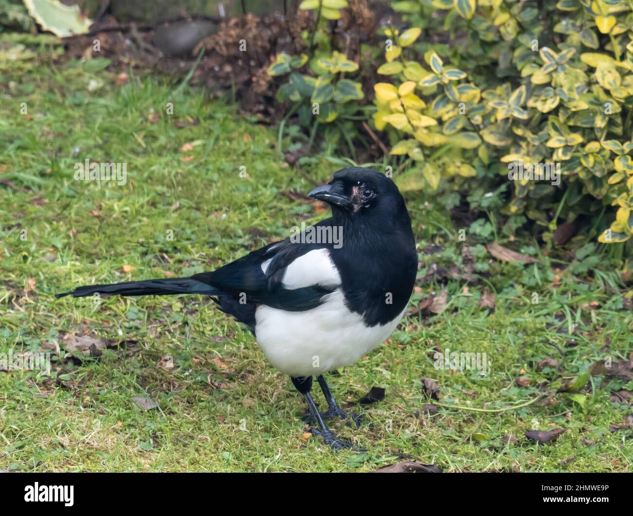 A Magpie with an infected eye in a garden in Ambleside, Lake District ...
