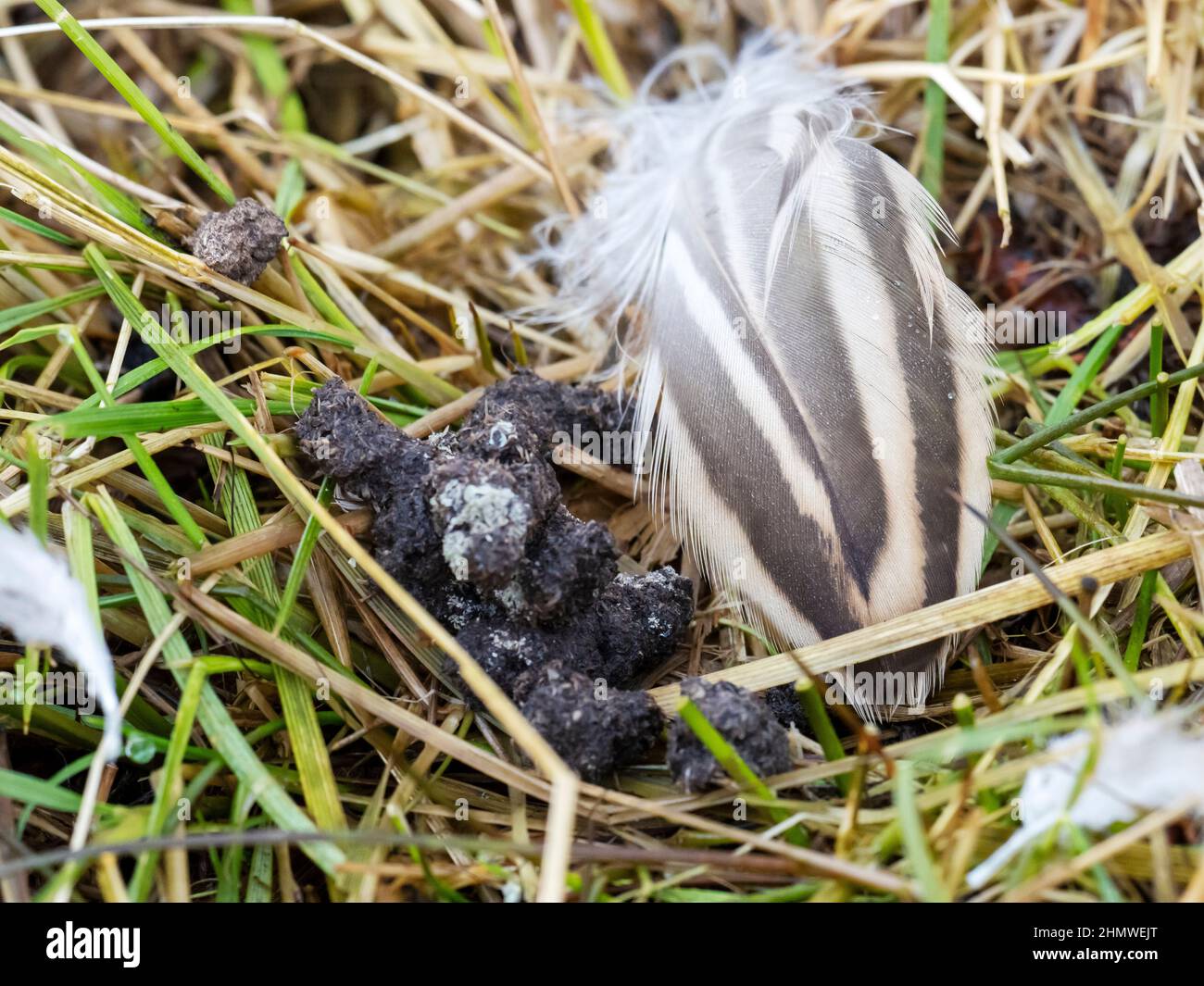 Feathers and droppings of Common Snipe on a roosting mound in the ...