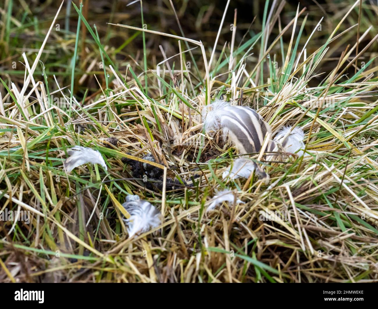 Feathers and droppings of Common Snipe on a roosting mound in the ...