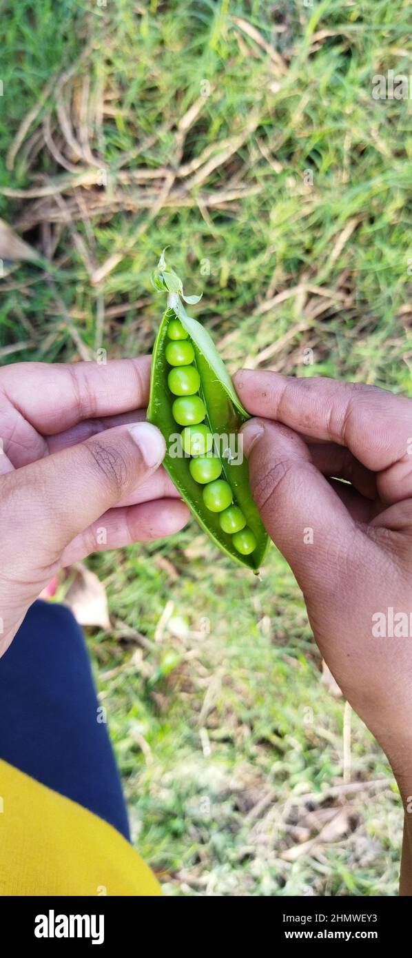 Vertical closeup of a pea pod in hands Stock Photo - Alamy