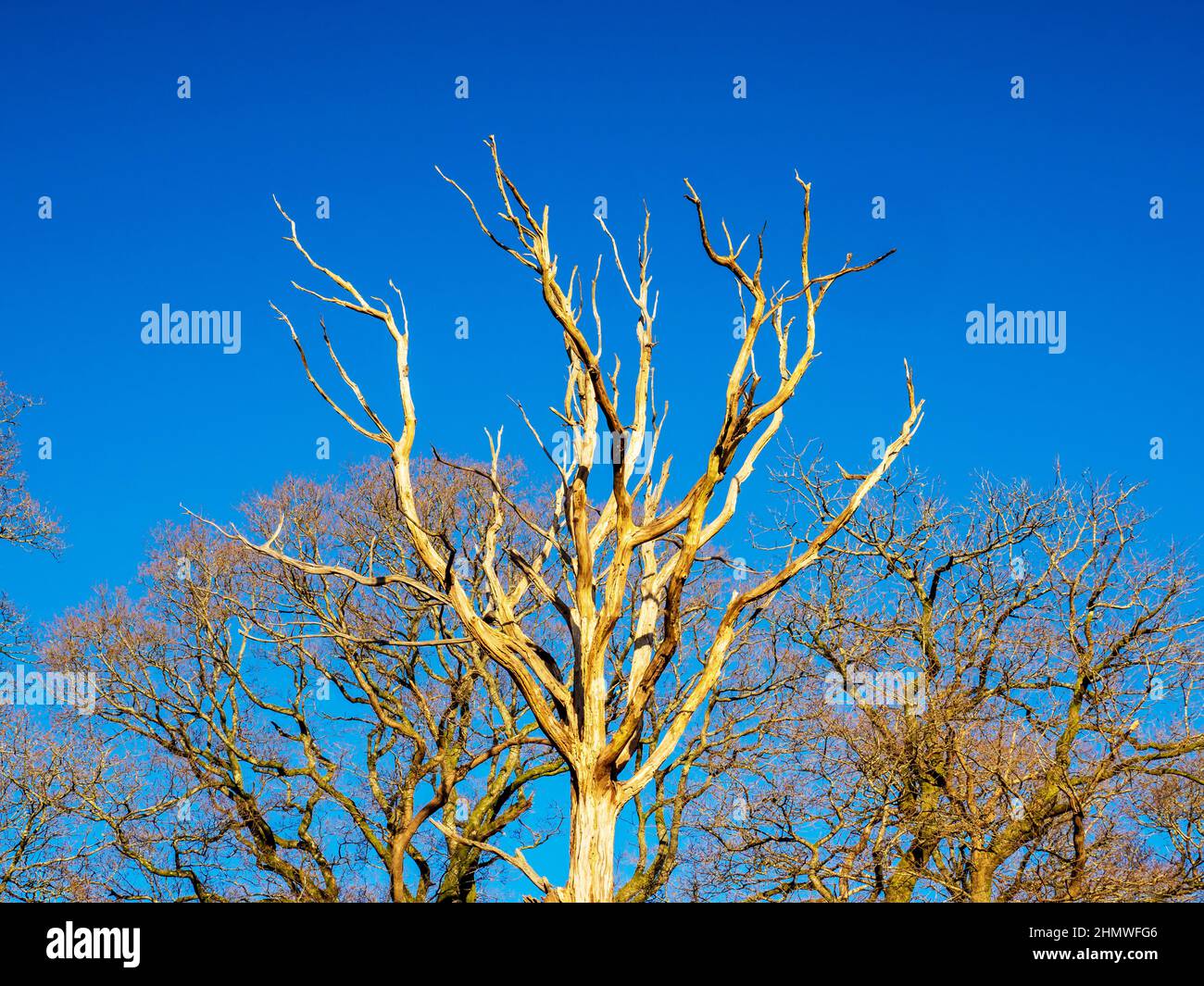 A dead tree in Rydal, Lake District, UK Stock Photo - Alamy