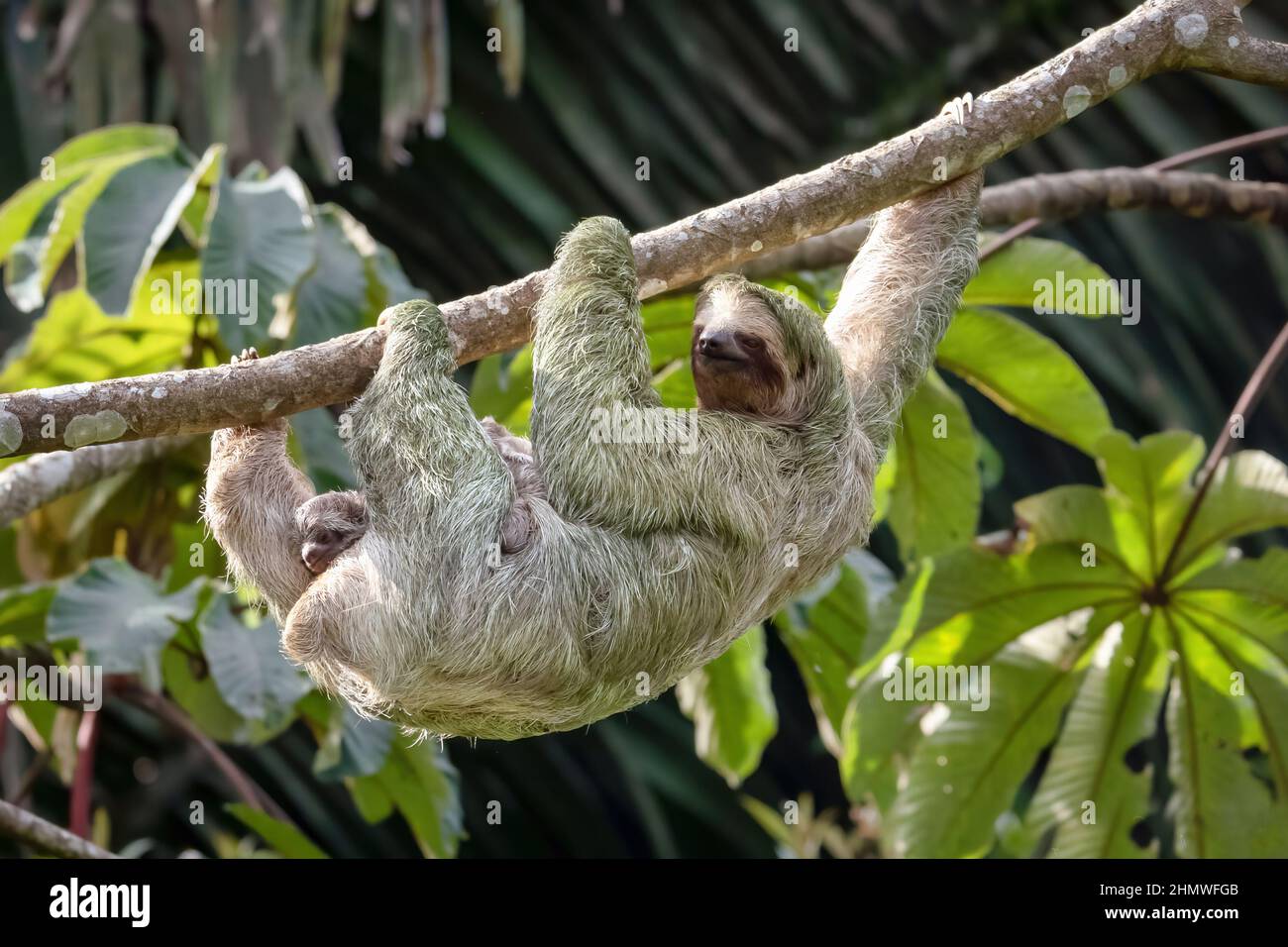 Amazon rainforest wild sloth tree hi-res stock photography and images ...