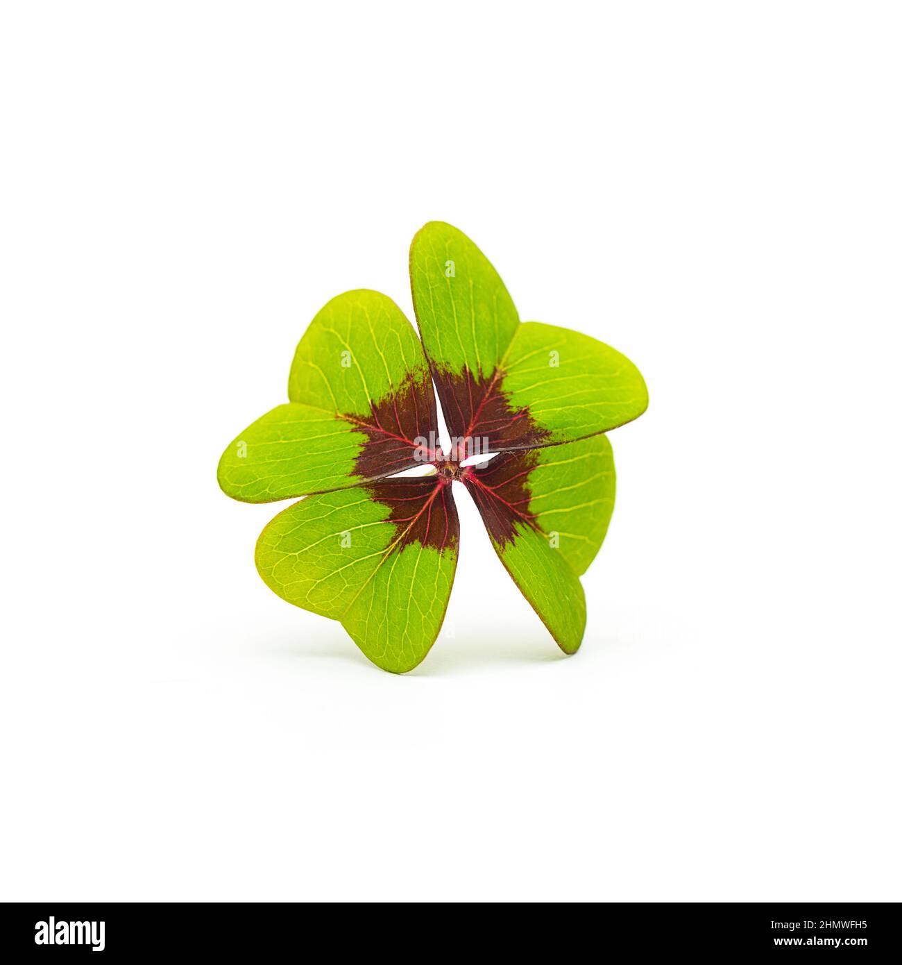 Four leaves clover on hi-res stock photography and images - Alamy