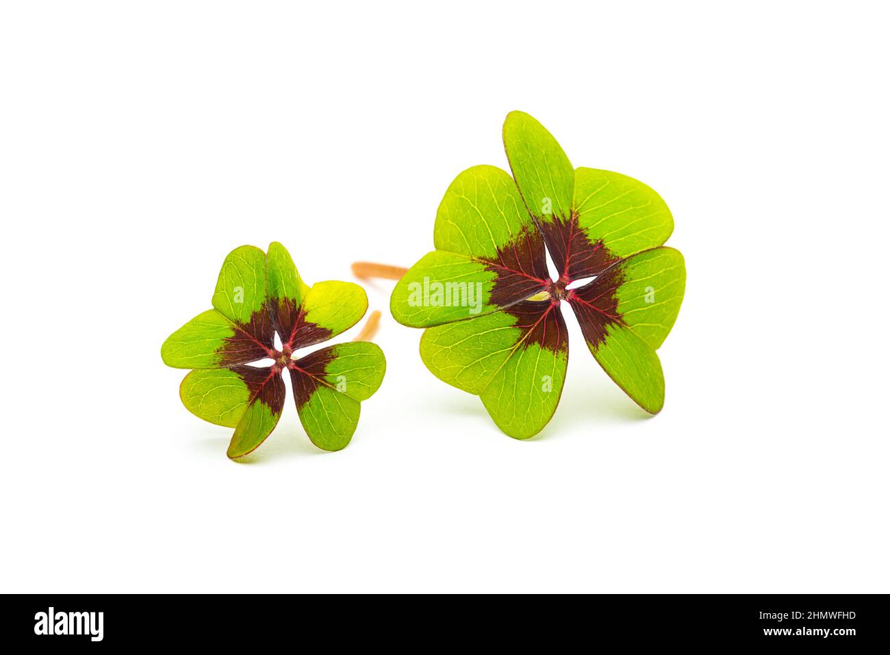 Four leaf clovers hi-res stock photography and images - Alamy