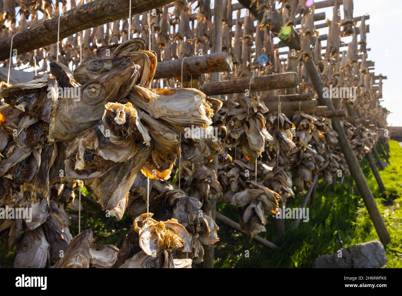 Cod fish drying on traditional wooden racks in Lofoten Islands, Norway ...