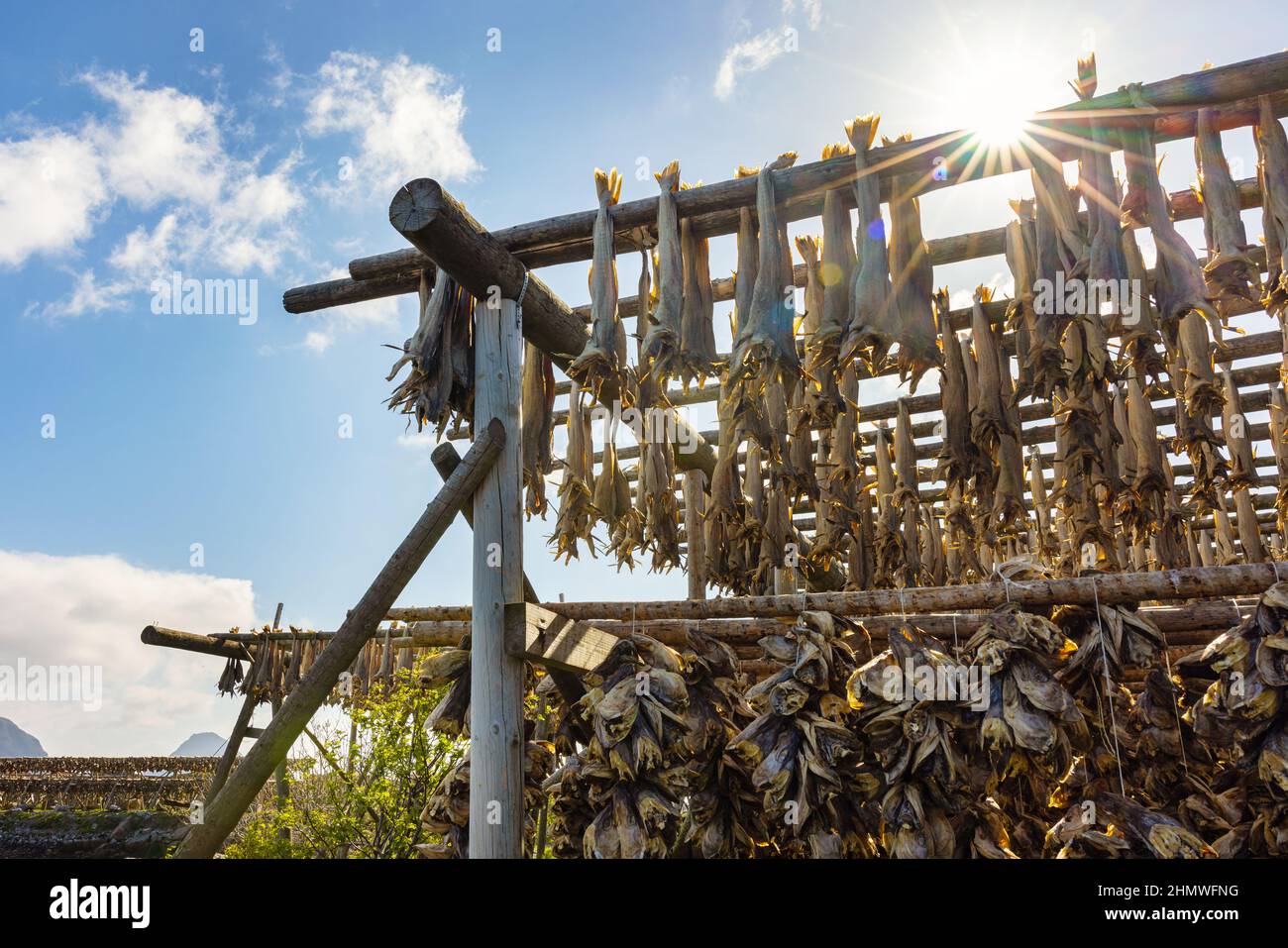 Cod fish drying on traditional wooden racks in the sun in Lofoten ...