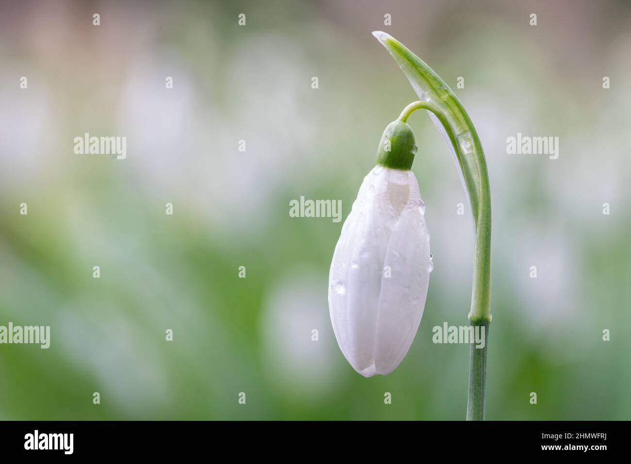 A single snowdrop in Southampton Old Cemetery Stock Photo - Alamy