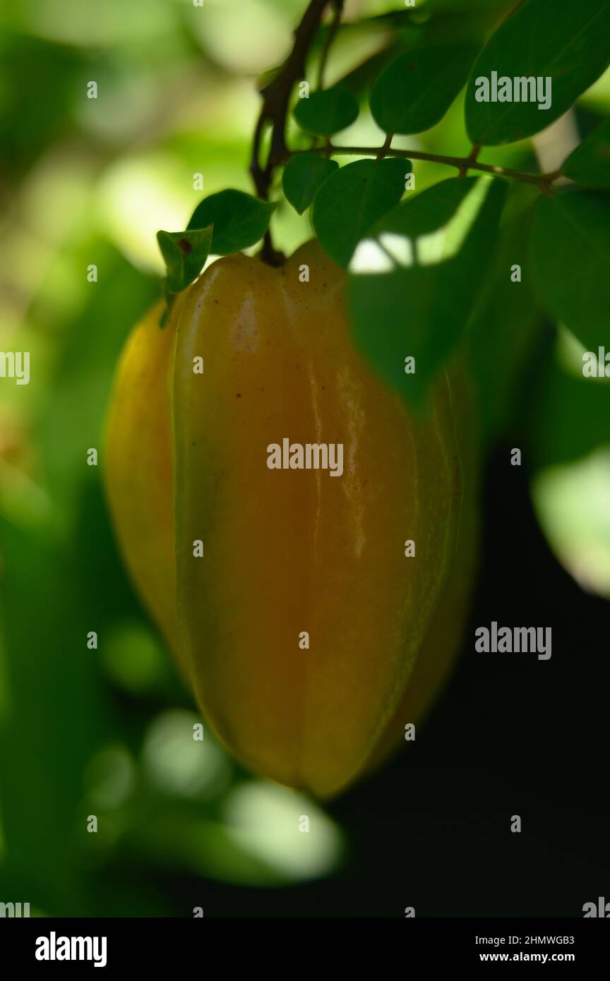 Photo shows an exotic fruit - carambola. Yellow star fruit is presented ...