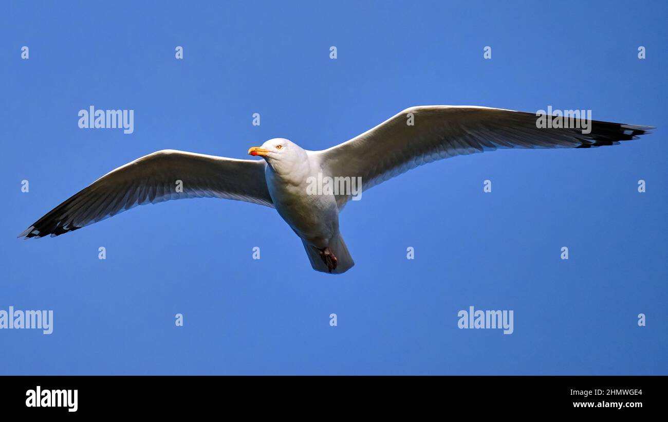Bird flying over castle hi-res stock photography and images - Alamy
