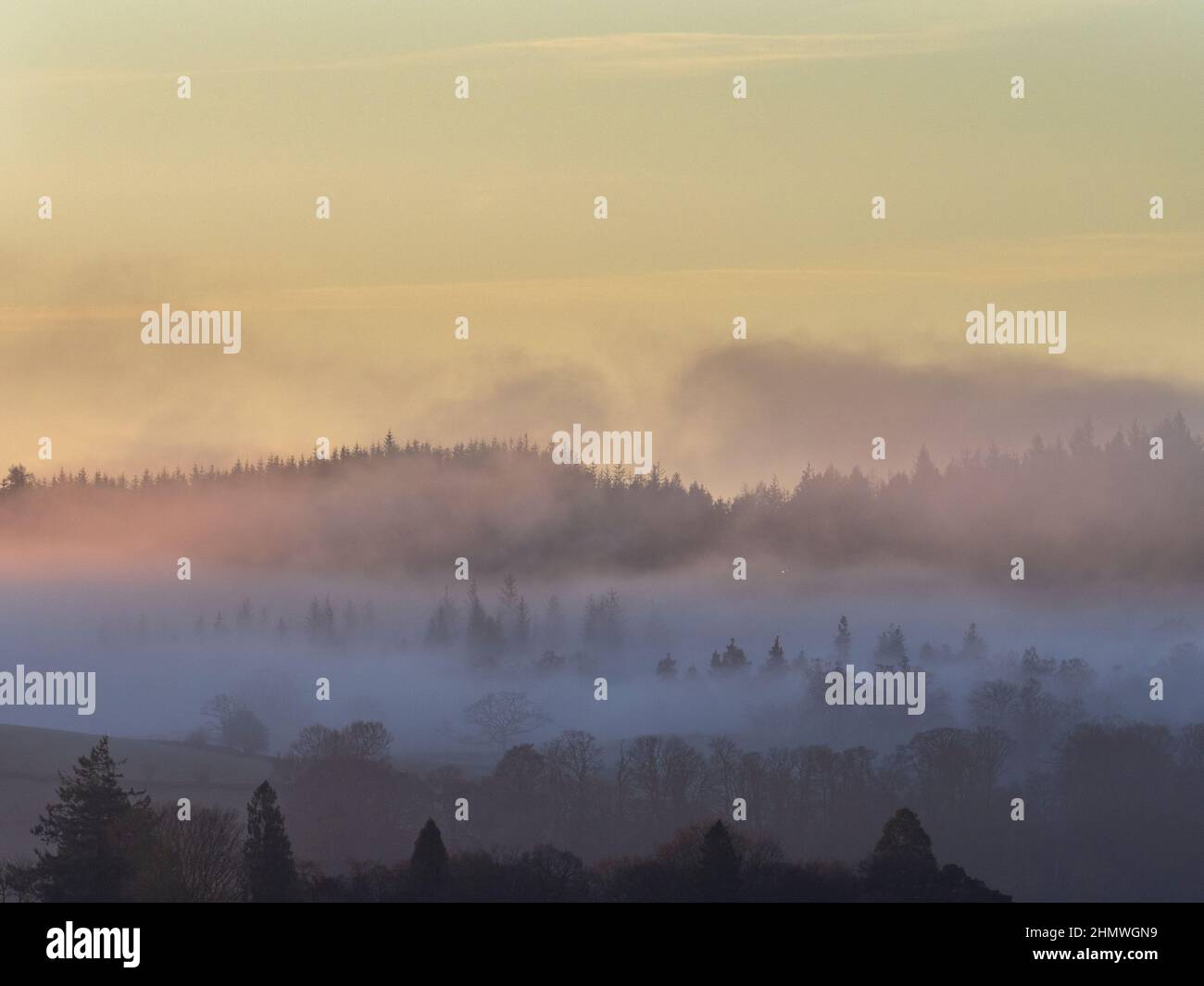 Mist blowing through woodland at dawn, Ambleside, Lake District, UK ...