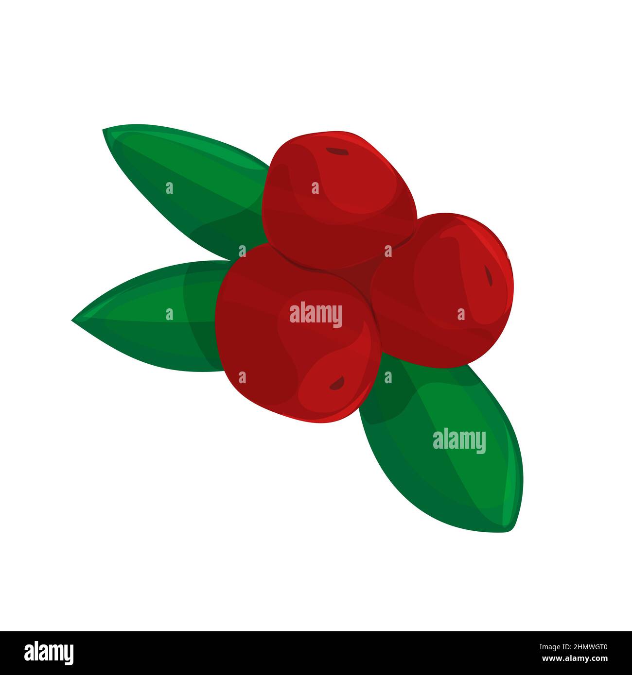 Rose hip berries on branch Stock Vector Images - Alamy