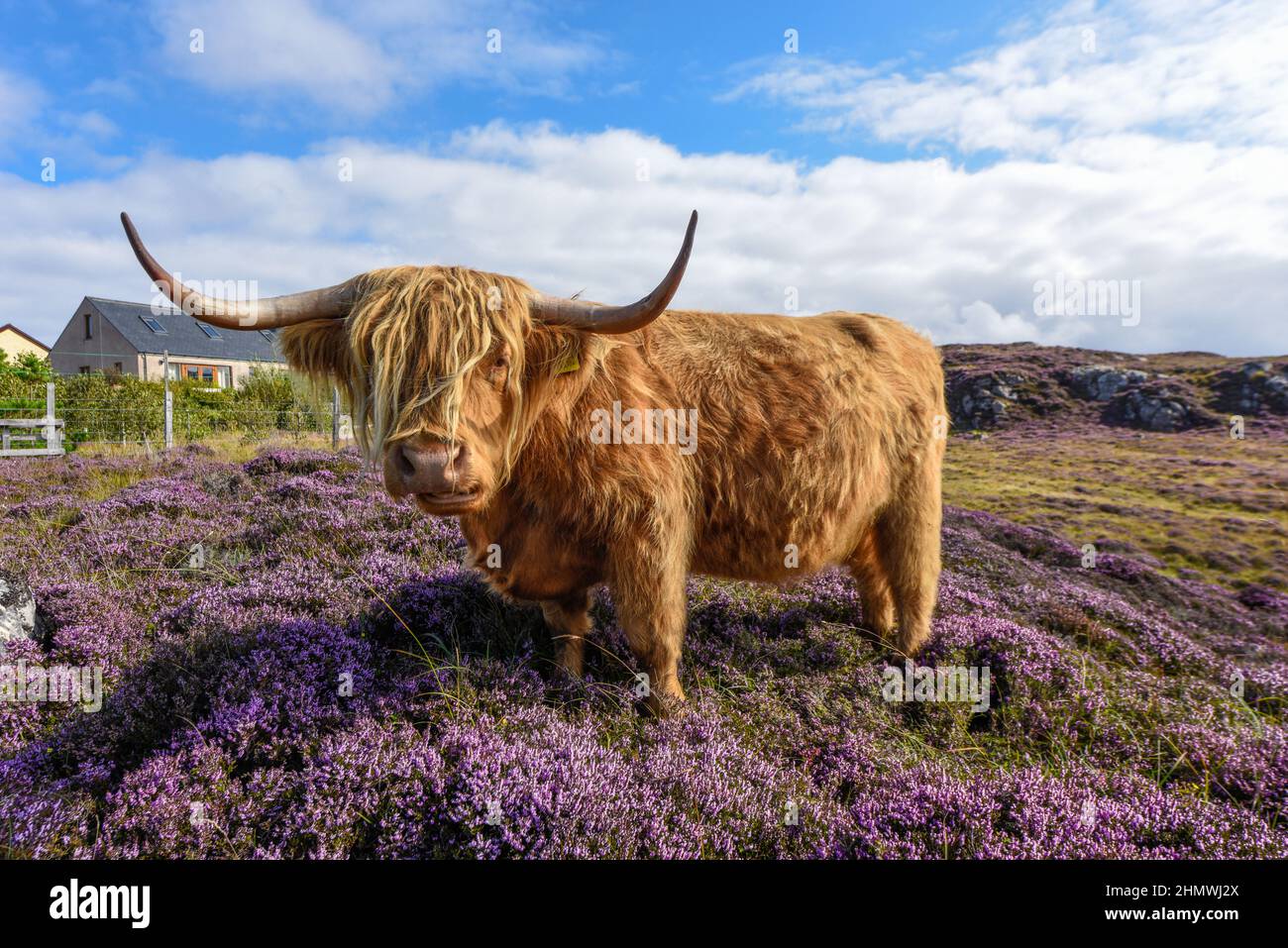 Cuddly Scottish highland cattle in pink heather, Scotland, Great ...