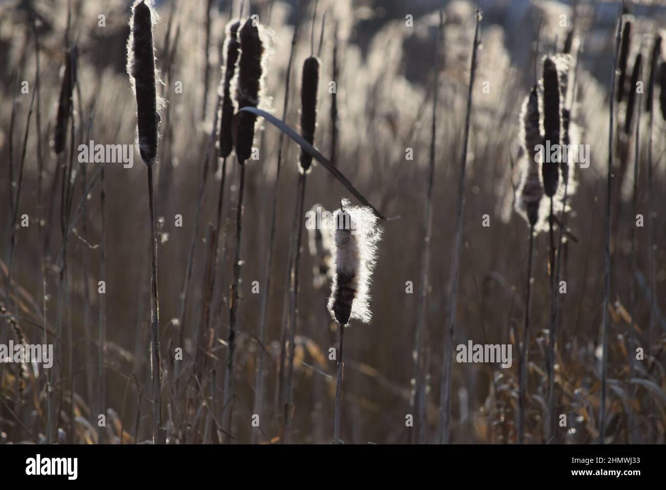 Cattail flying seeds against the Light Stock Photo - Alamy