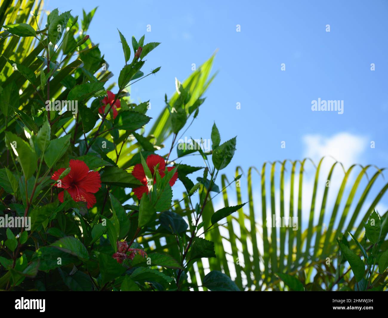 Photo was taken in Dominican Republic in April, on early cloudless ...