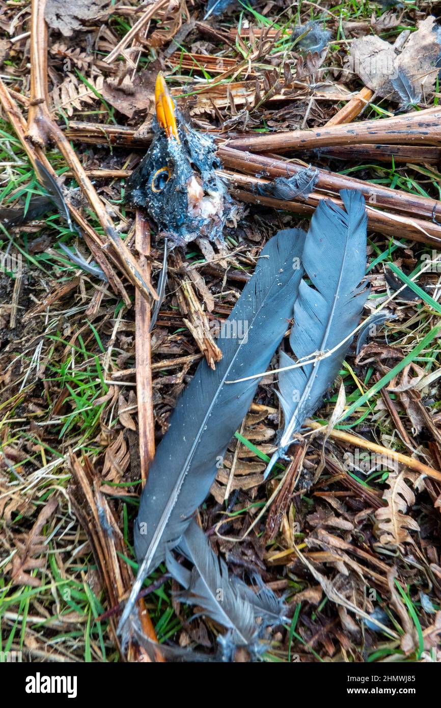 Dead black bird hi-res stock photography and images - Alamy