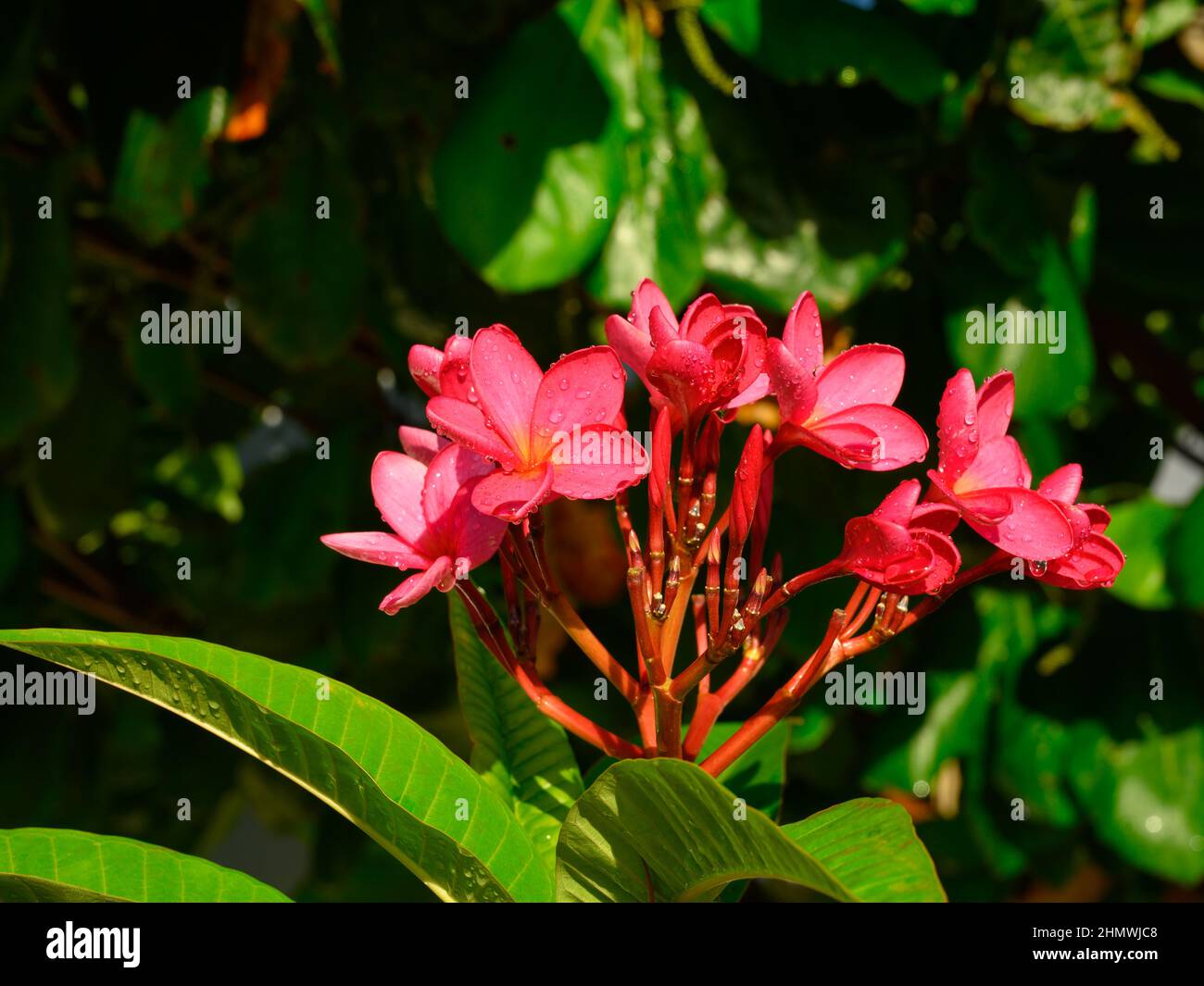 Photo flowers was taken in the Dominican Republic in April, on an early ...
