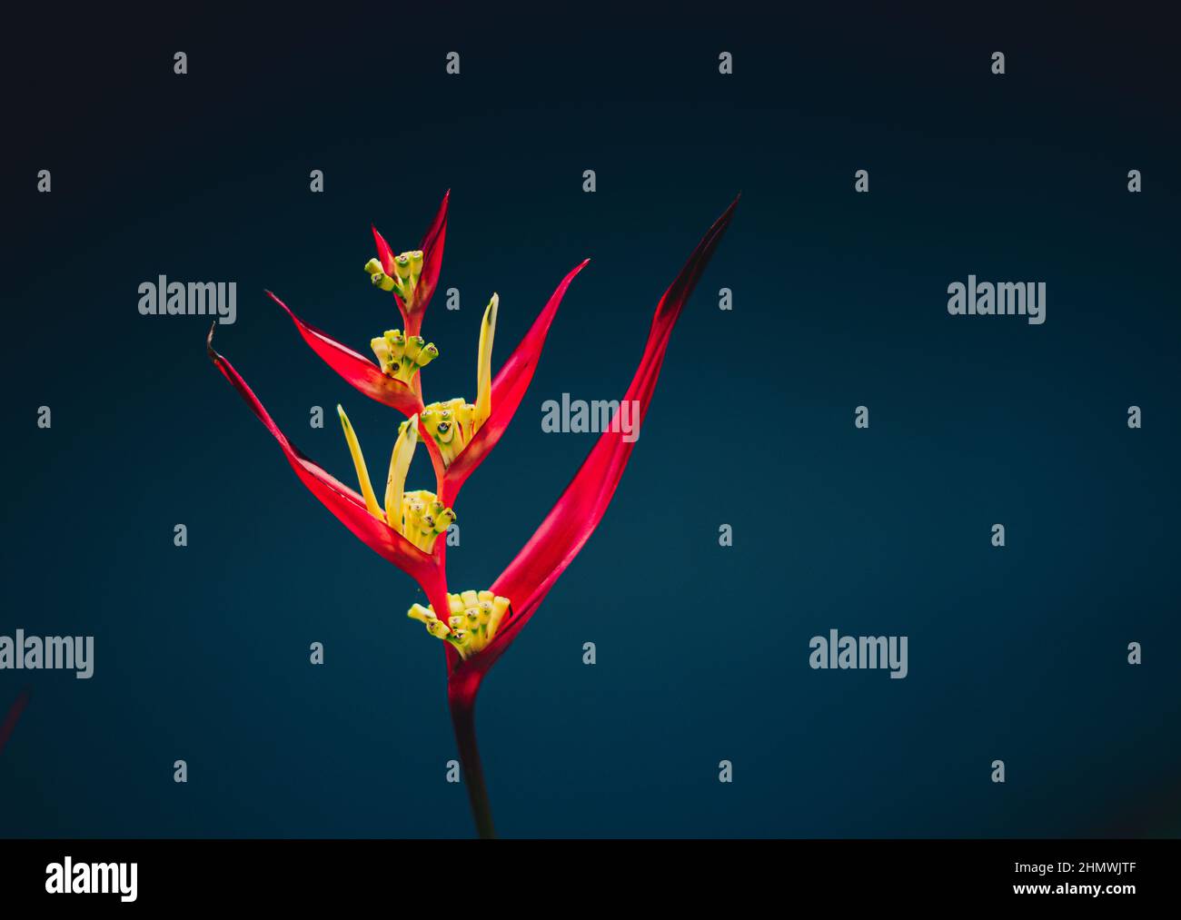 Real beauty nature. Strelitzia, bird of paradise, crane lily plant. Red ...