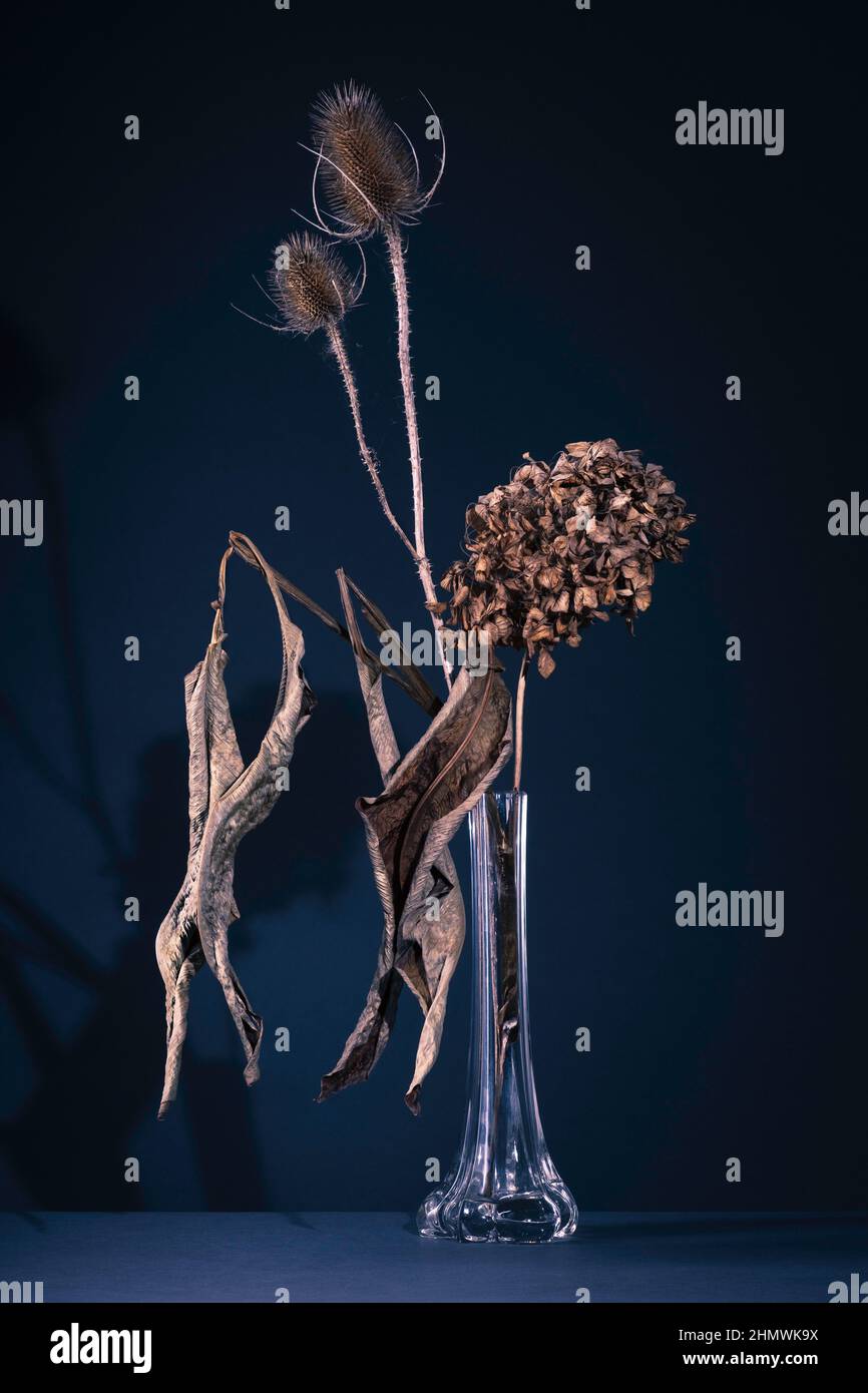 Dry Plant, fine art Stock Photo - Alamy