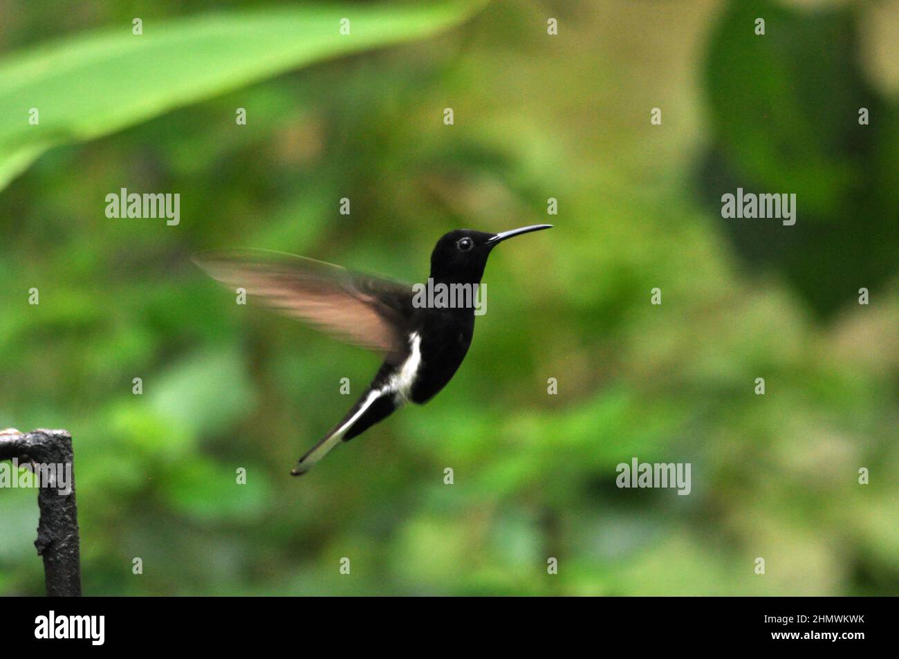 Black Jacobin hummingbird (Florisuga fusca) hovering up to feed, close ...