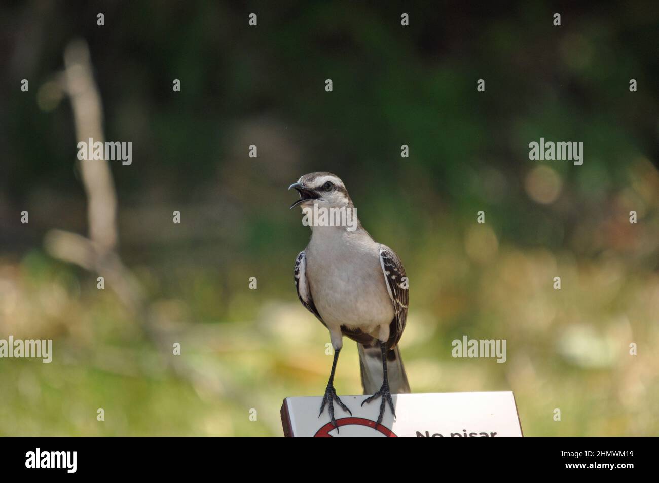 Chalk-browed Mockingbird (Mimus saturninus), close up frontal view with ...