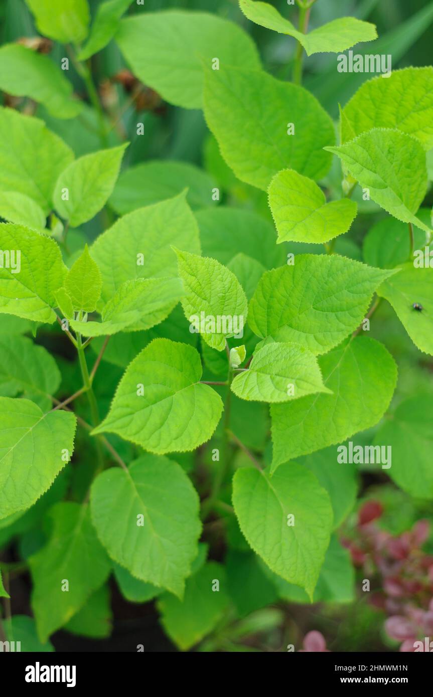 Young hydrangea sprouts in the garden, juicy rich green leaves ...