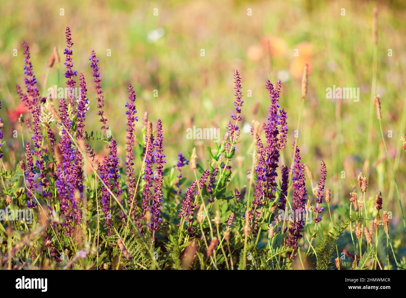 Botanical screensaver theme hi-res stock photography and images - Alamy