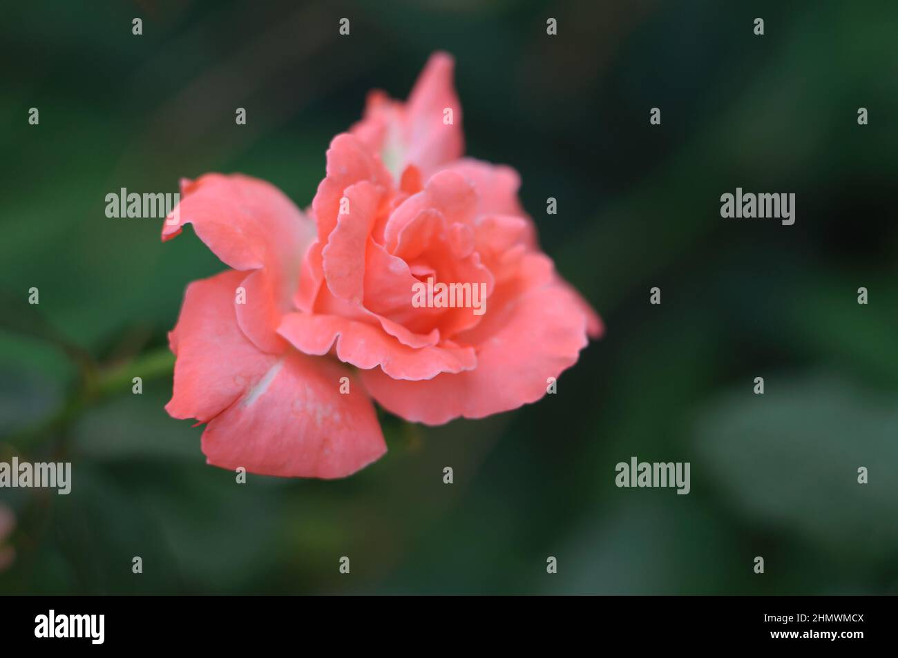 Bright orange bud of hybrid tea rose Folklore. Double flowers of a ...