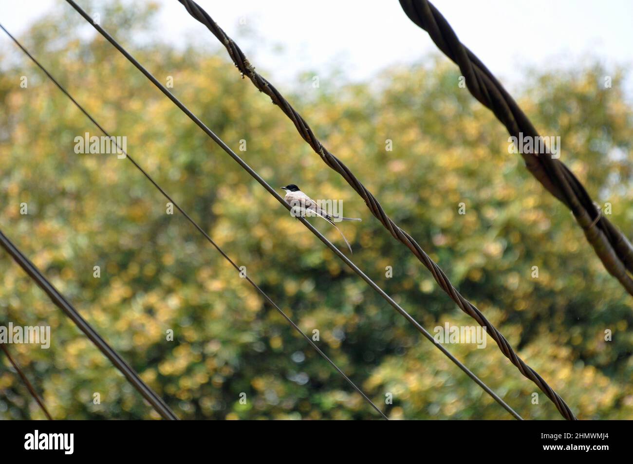 Fork-tailed Flycatcher (Tyrannus savana) sat on phone lines with split ...