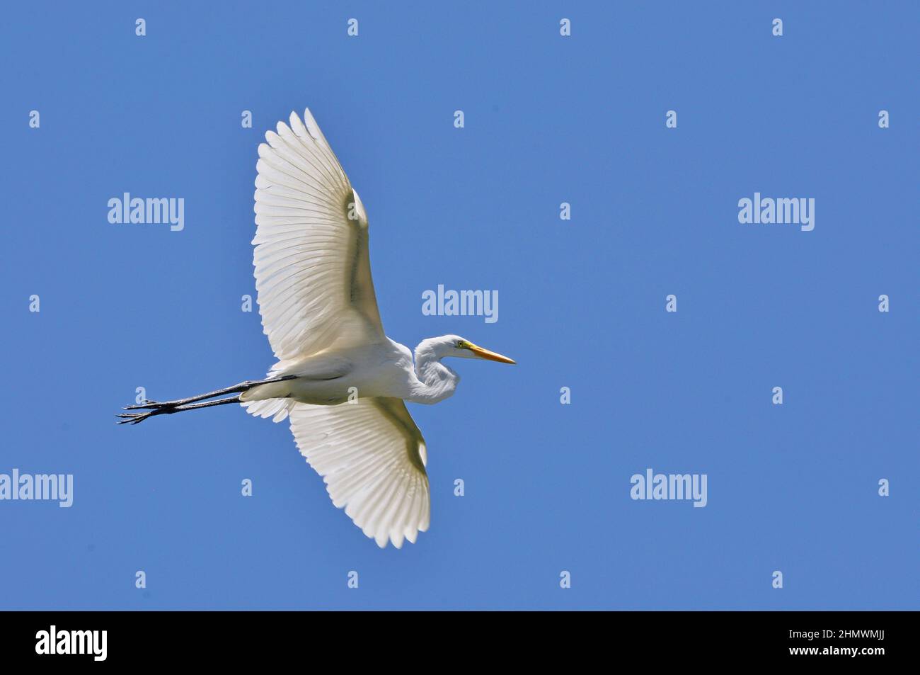 Great egret (Ardea alba) flying against blue sky with wings out and ...