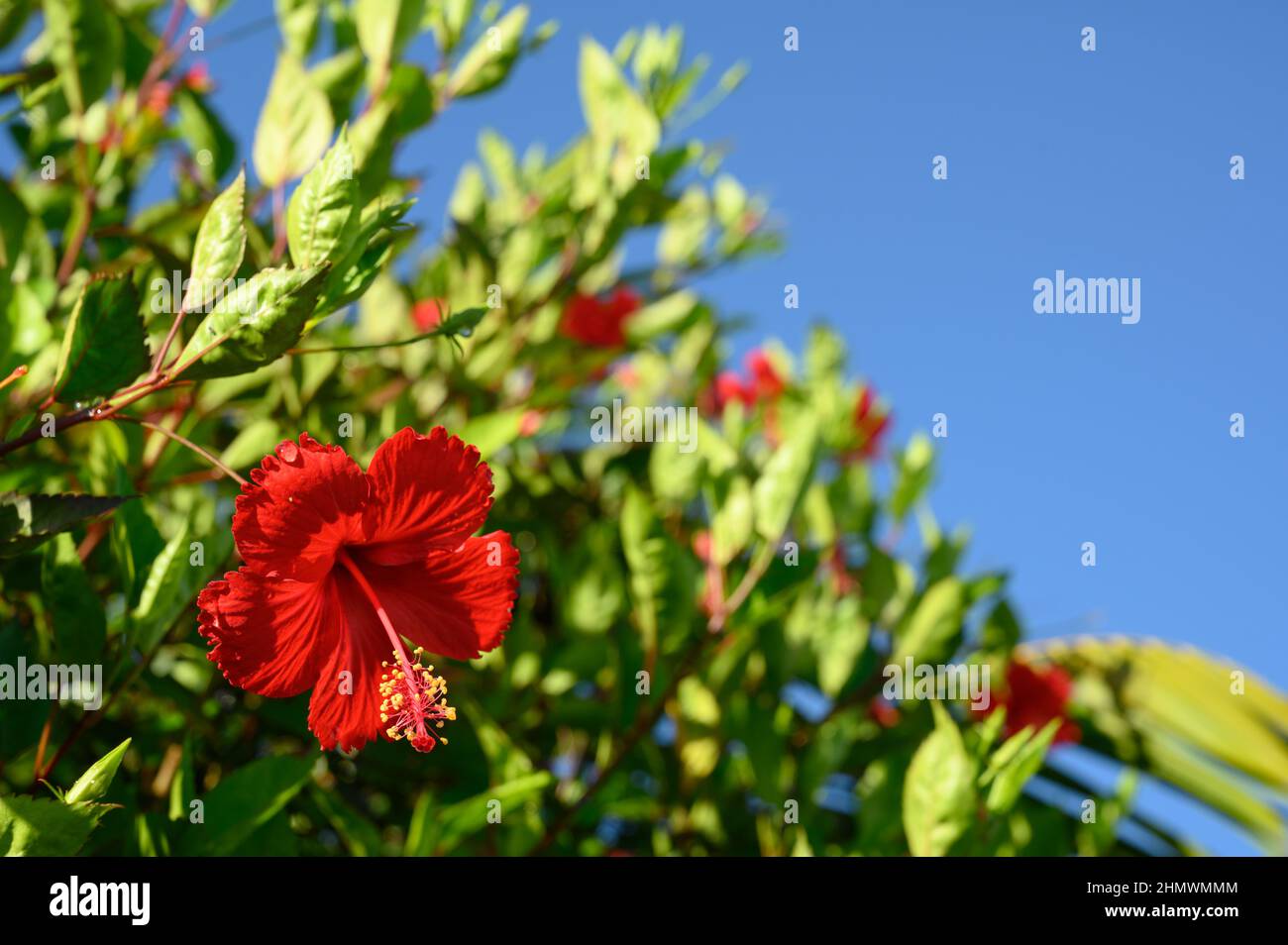 Photo was taken in Dominican Republic in April, on early cloudless ...