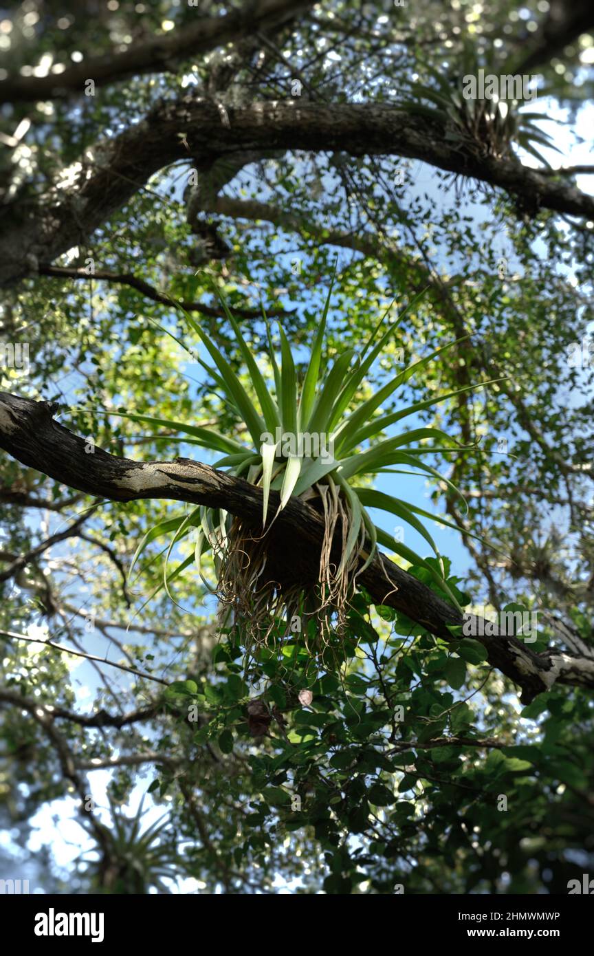 Photo taken in the jungle of the Dominican Republic. The epiphyte ...