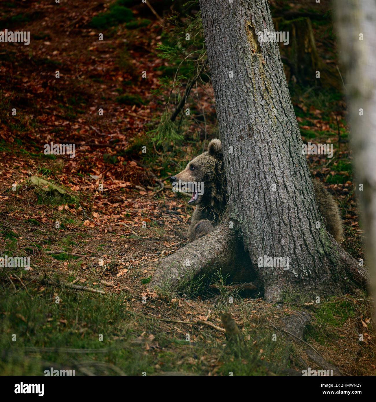 Great forest bear hunter on a walk, hunting and searching for food ...