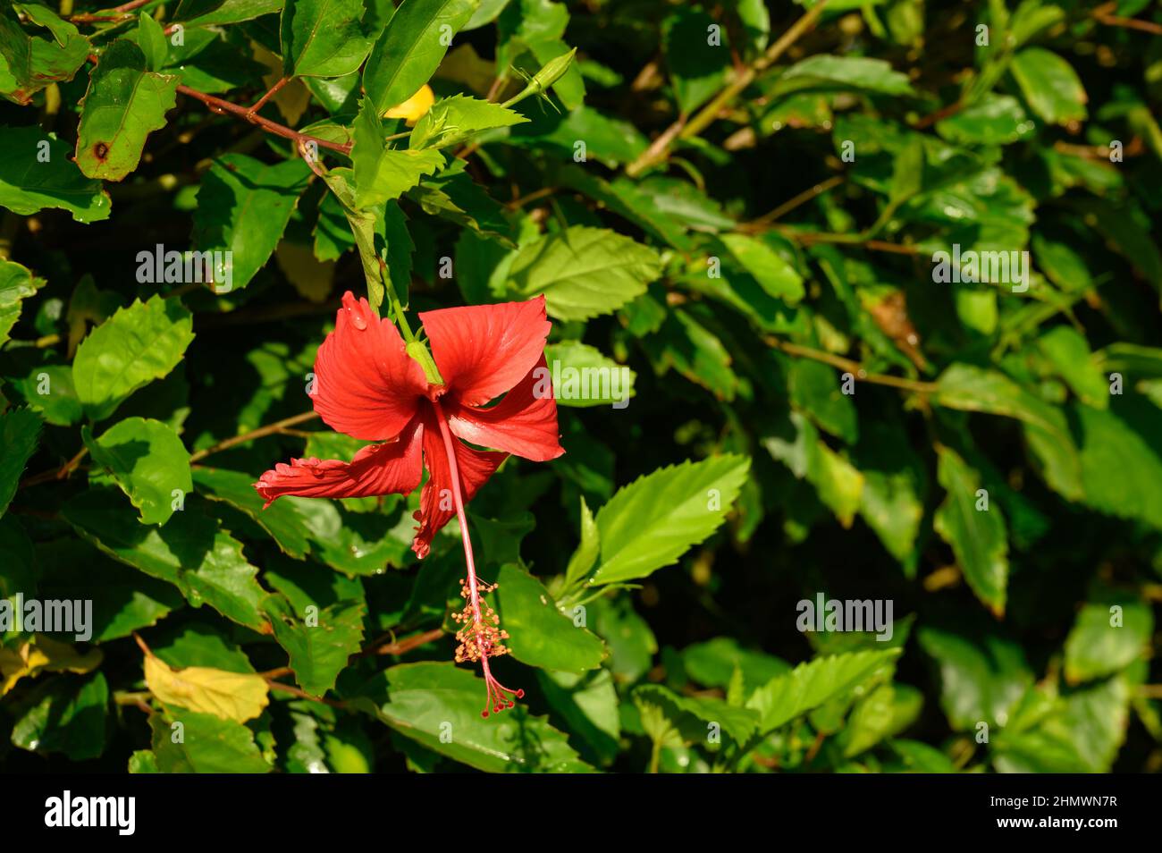 Photo was taken in Dominican Republic in April, on early cloudless ...