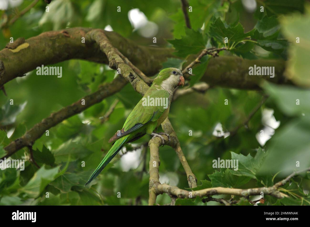 Monk Parakeet (Myiopsitta monachus) perched in a tree, close up and ...