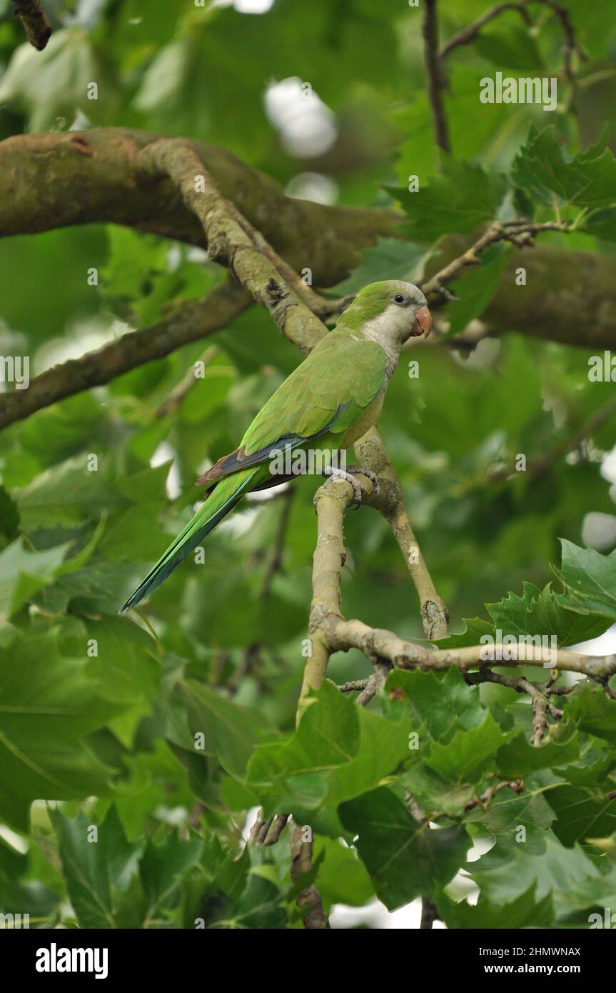 Monk Parakeet (Myiopsitta monachus) perched in a tree, close up and ...