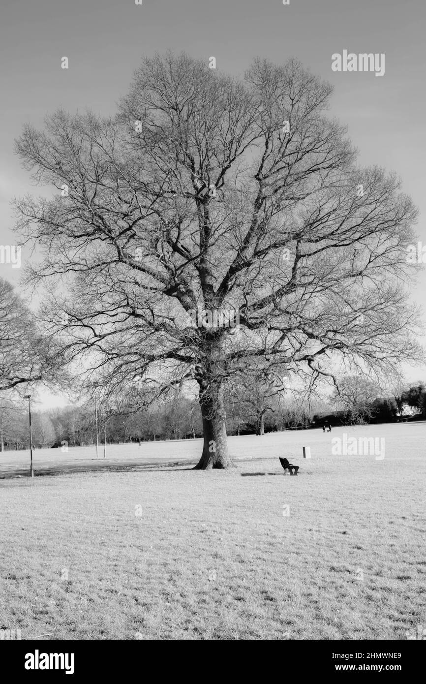 Woodlands red Black and White Stock Photos & Images - Alamy