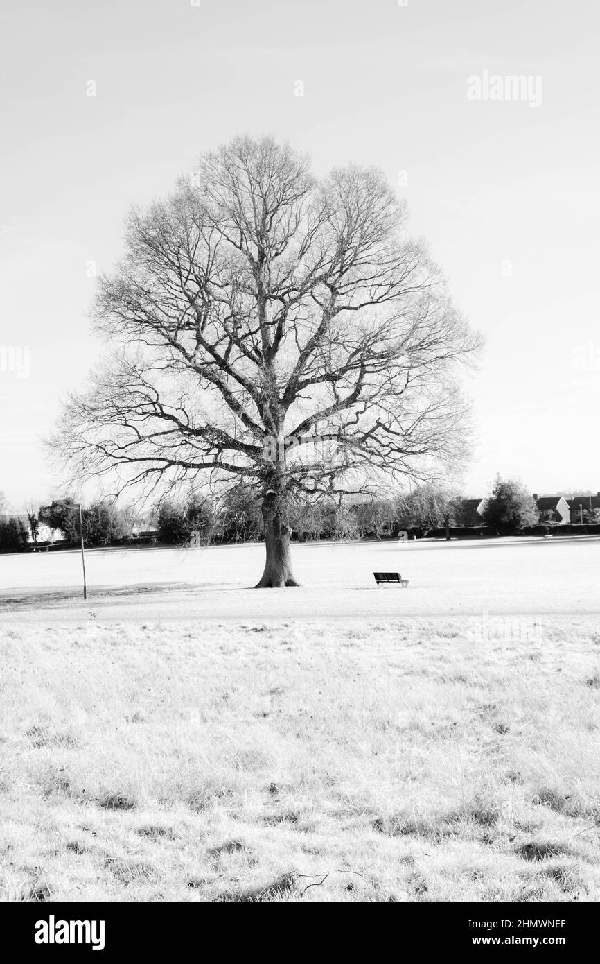Woodland landscape trees Black and White Stock Photos & Images - Alamy