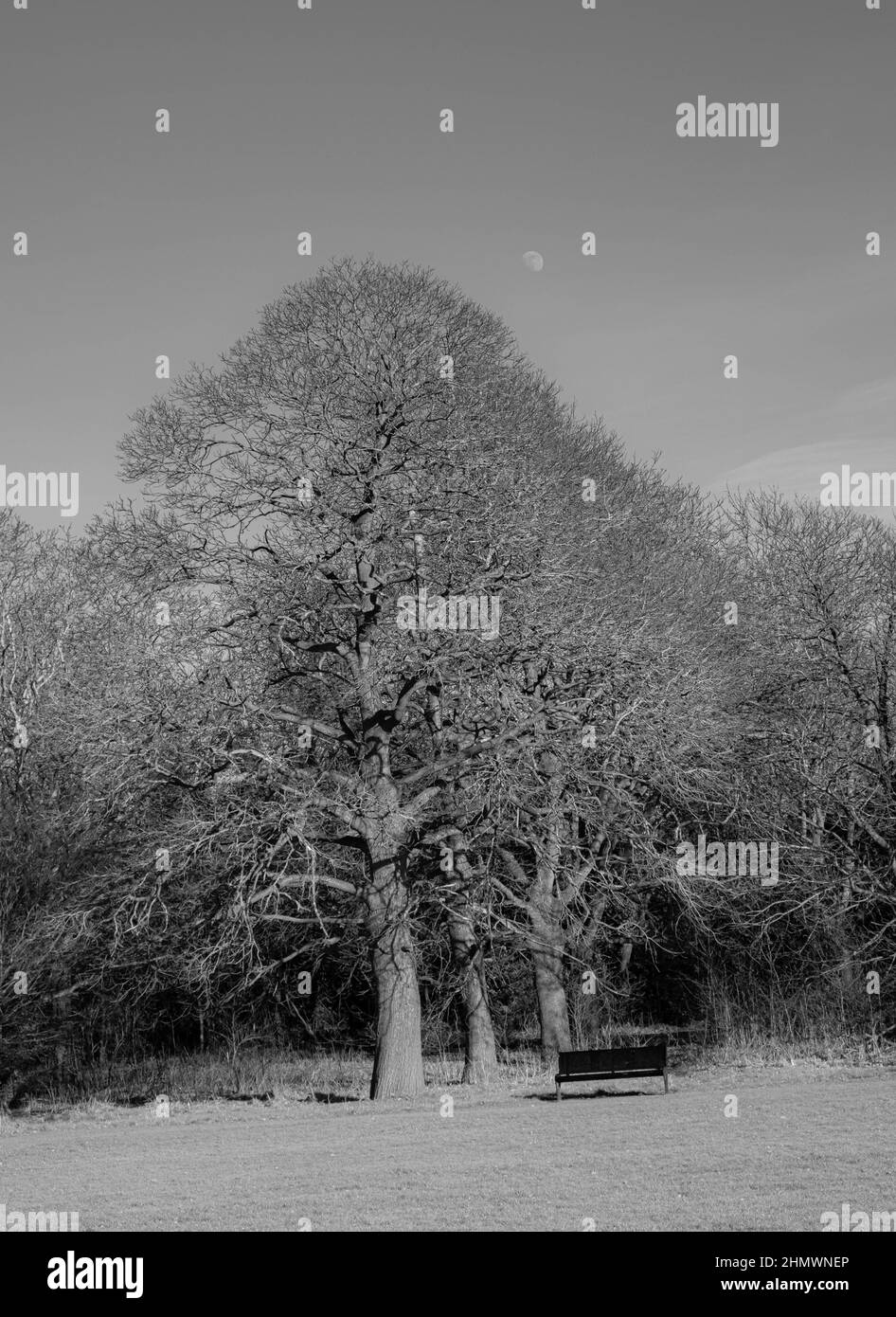 Woodland landscape trees Black and White Stock Photos & Images - Alamy