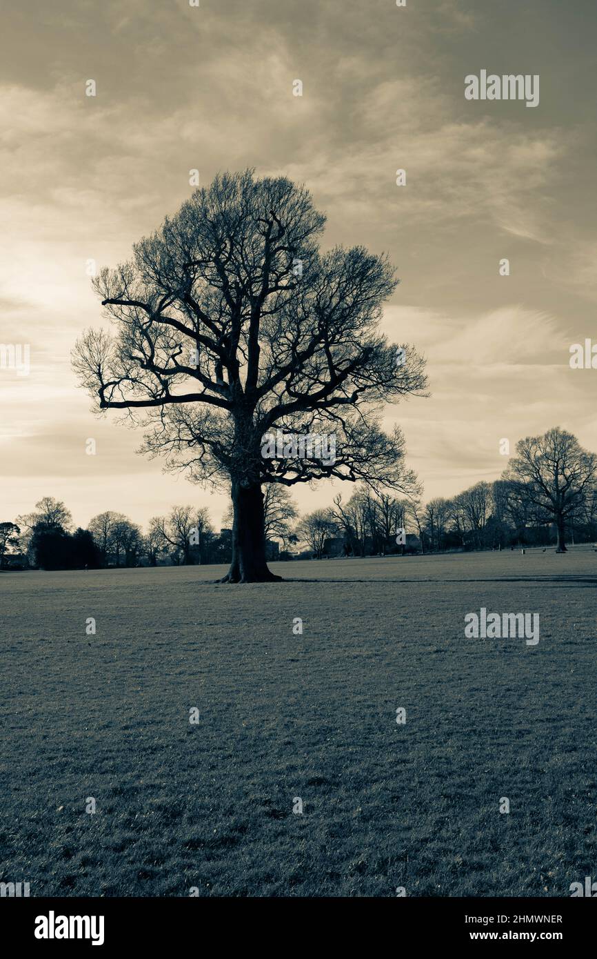 Landscape of Trees and woodland Stock Photo - Alamy