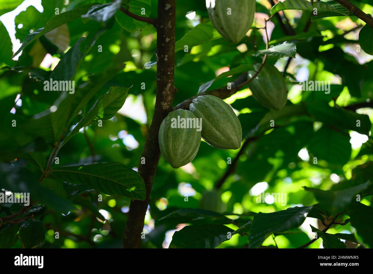 Cocoa fruit is located on the cocoa tree. Cocoa fruit grows naturally ...